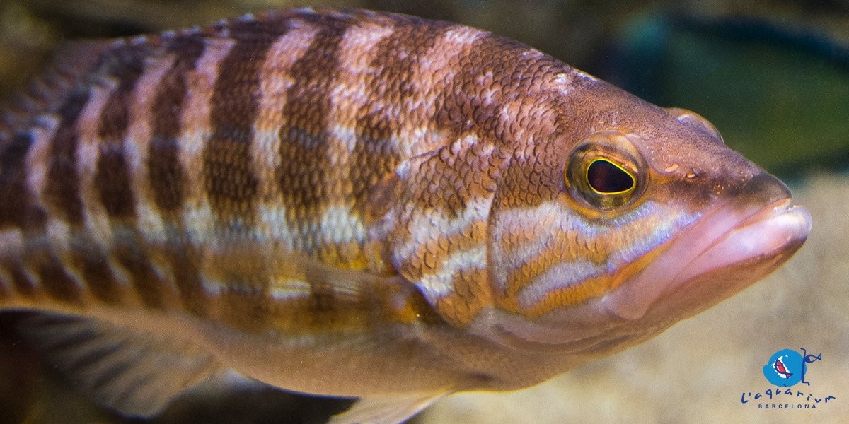 LA REPRODUCCIÓN DE LOS PECES - L'Aquàrium