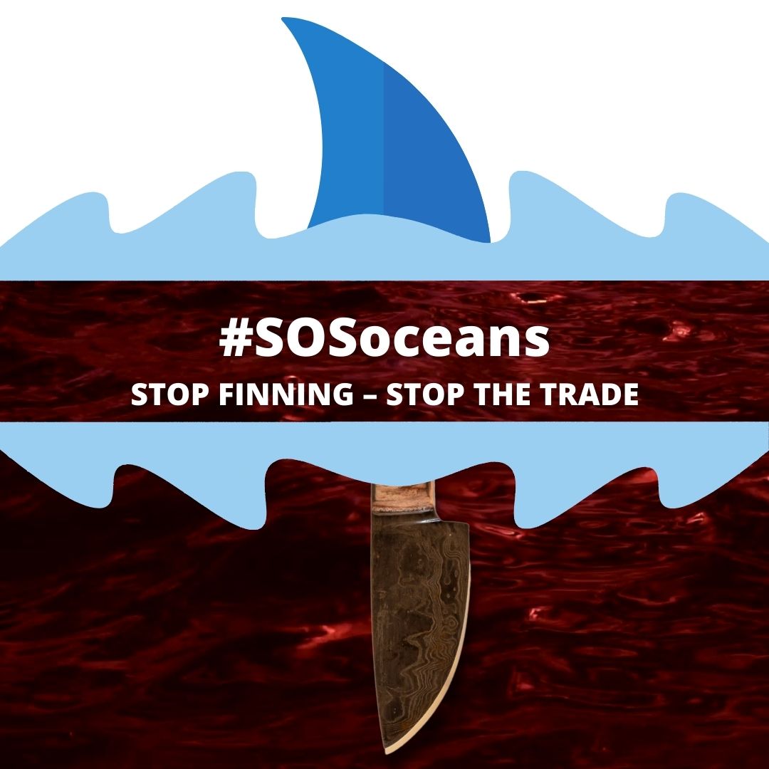 EL FINNING - L'Aquàrium