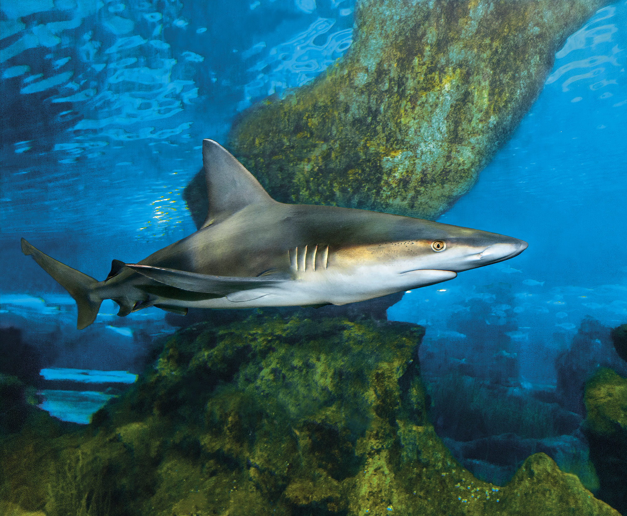 Sandbar shark - L'Aquàrium