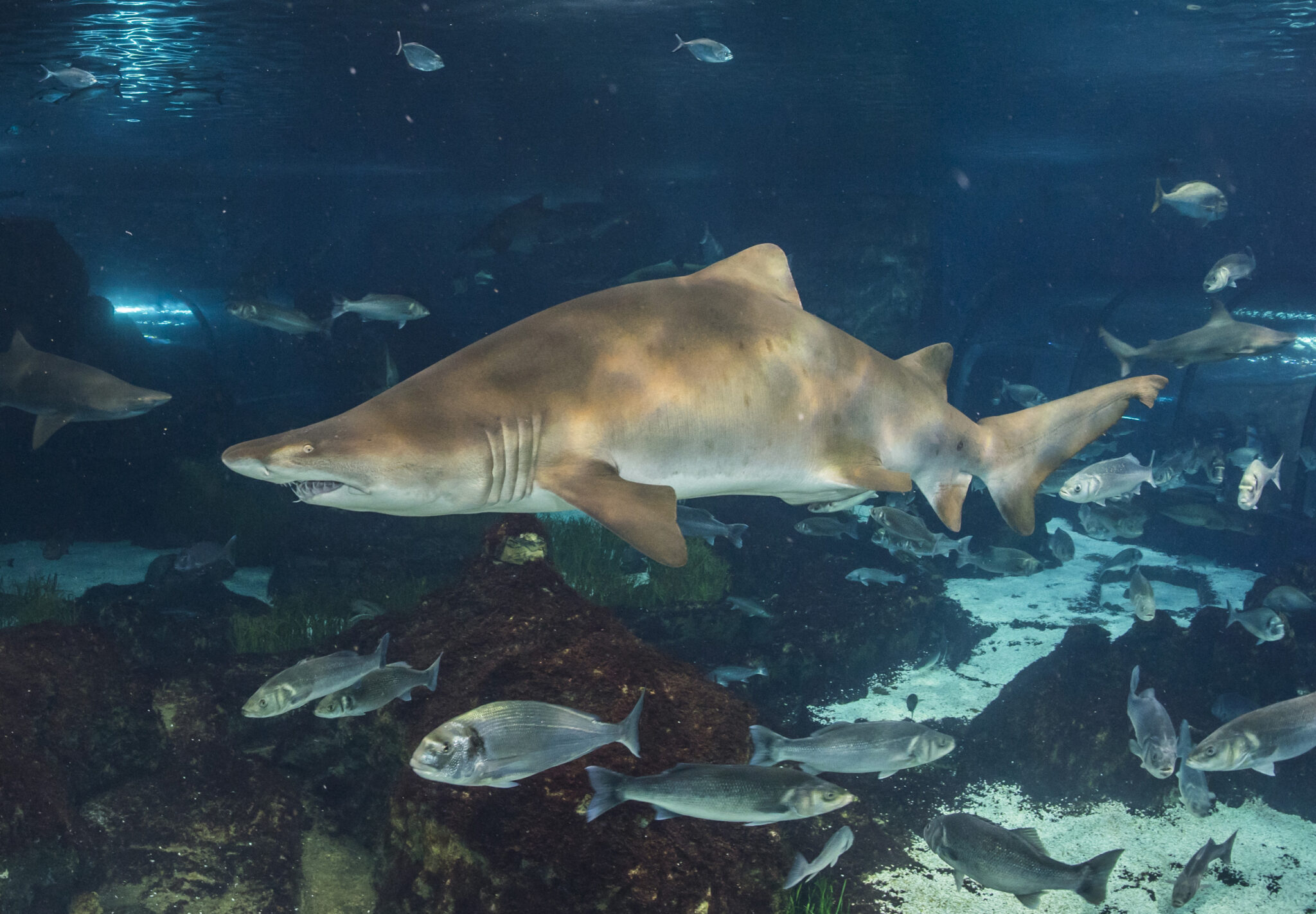 Sand tiger shark - L'Aquàrium