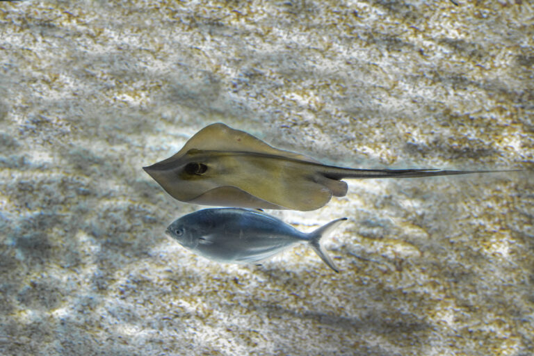 Common sting ray - L'Aquàrium