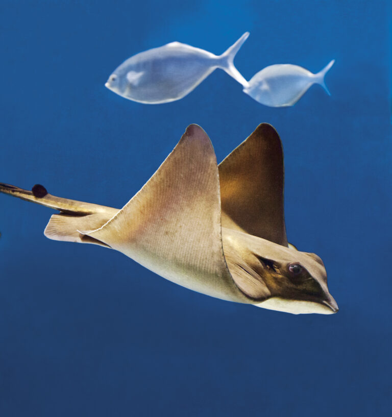 Eagle ray - L'Aquàrium