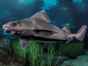 Angular roughshark - L'Aquàrium