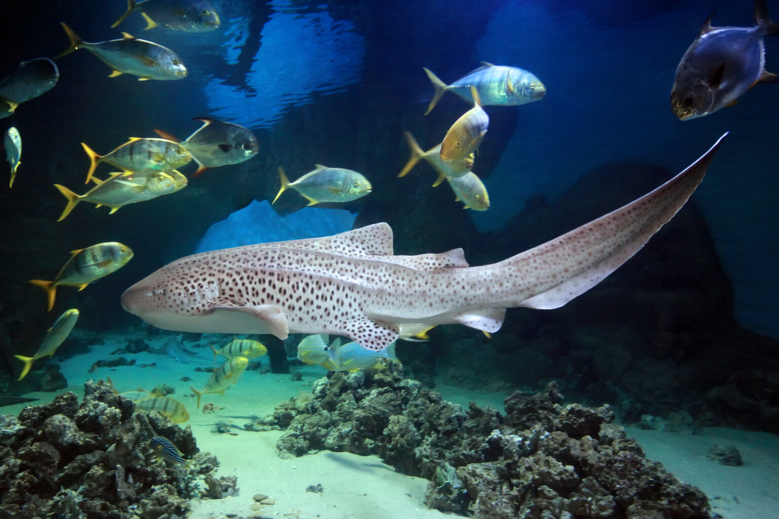 Zebra shark - L'Aquàrium