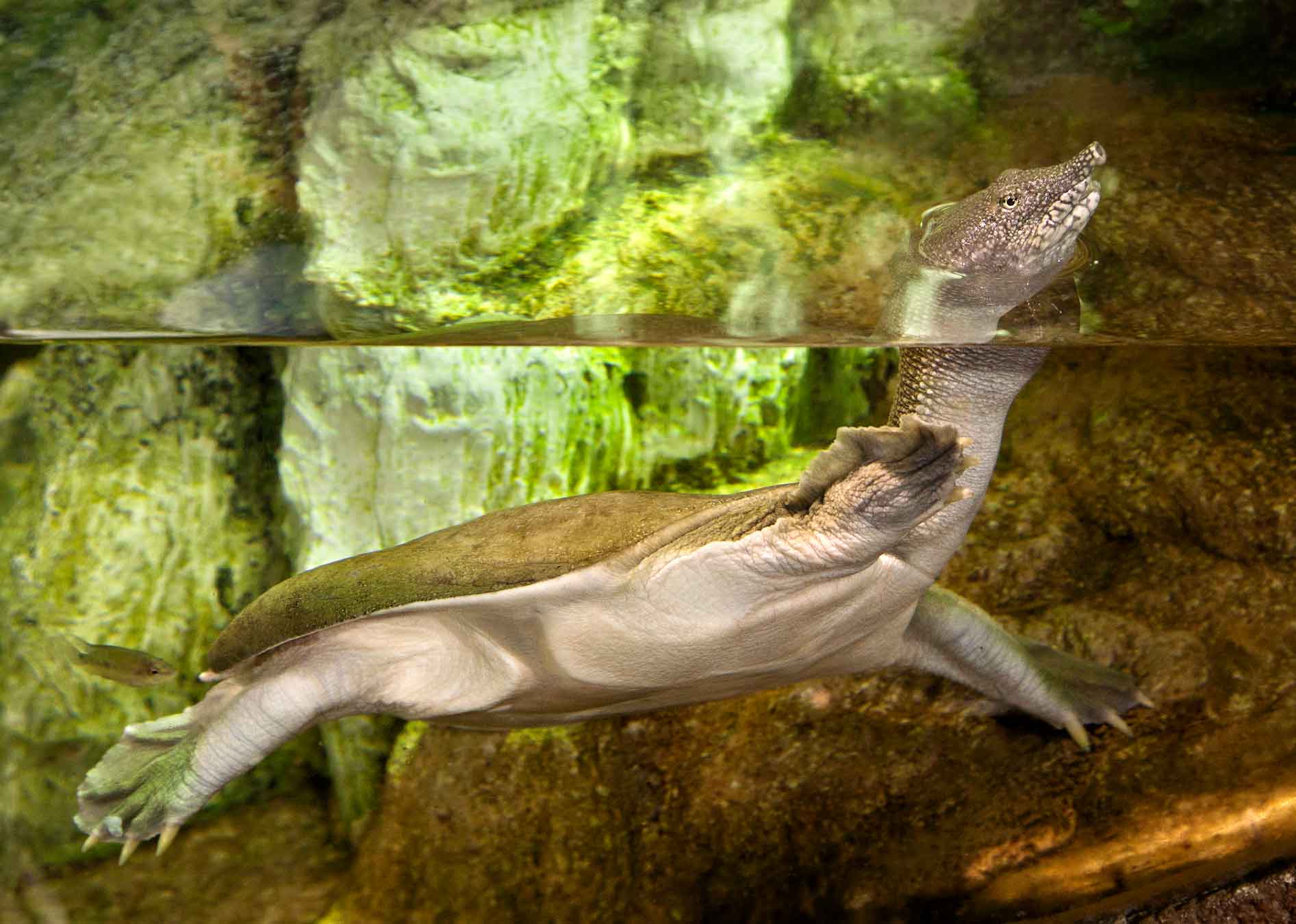 Spiny softshell turtle - L'Aquàrium