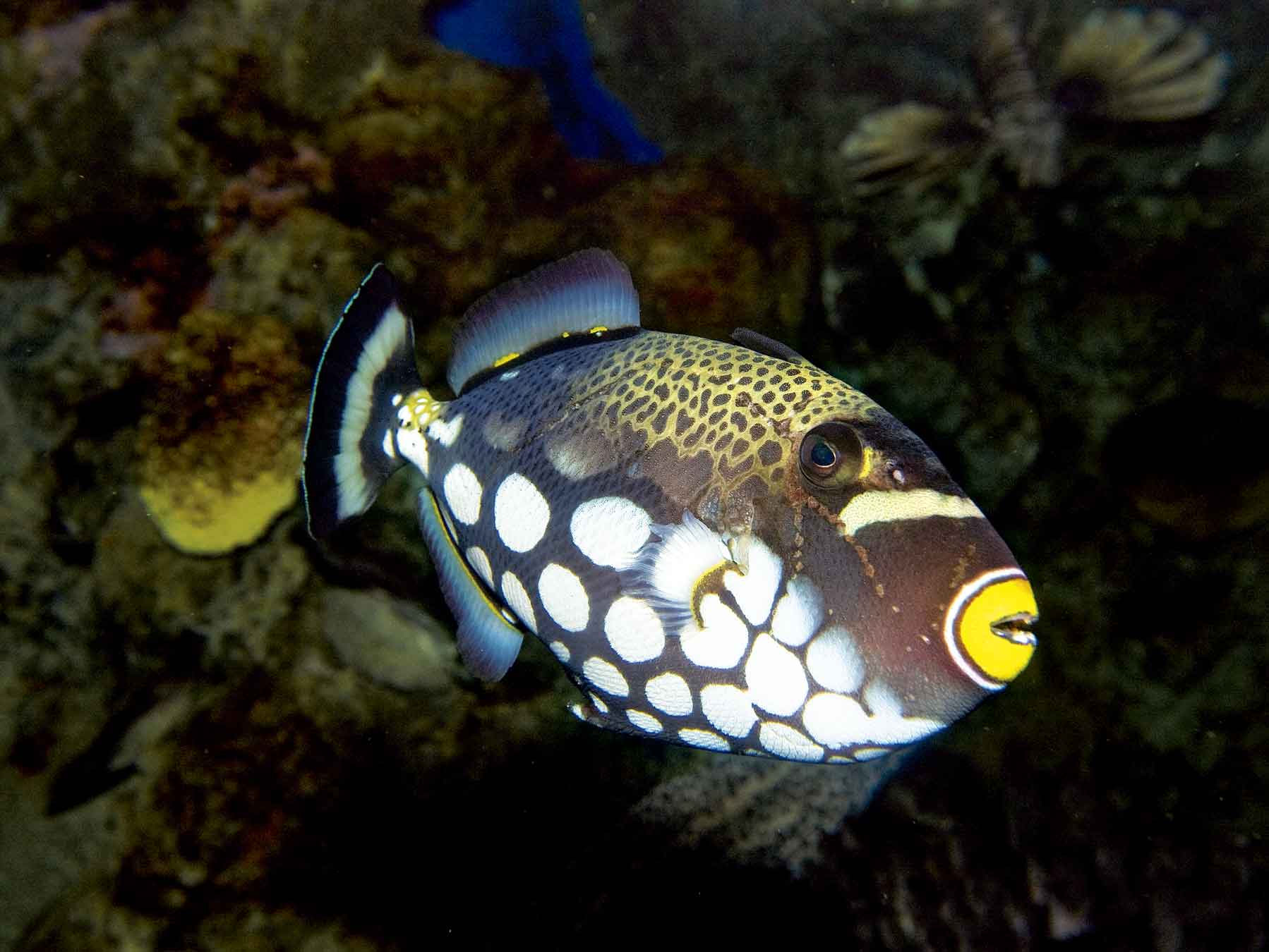 Baliste clown - L'Aquàrium
