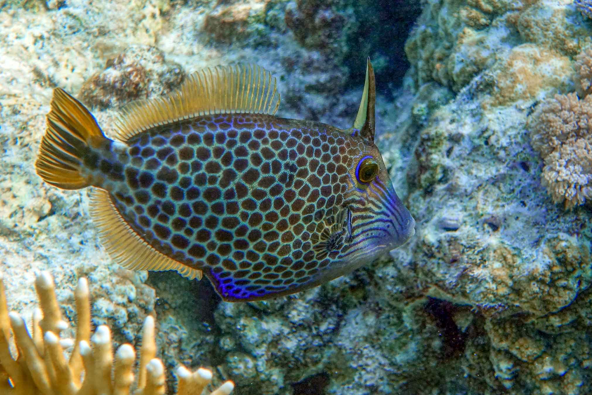 Honeycomb filefish - L'Aquàrium