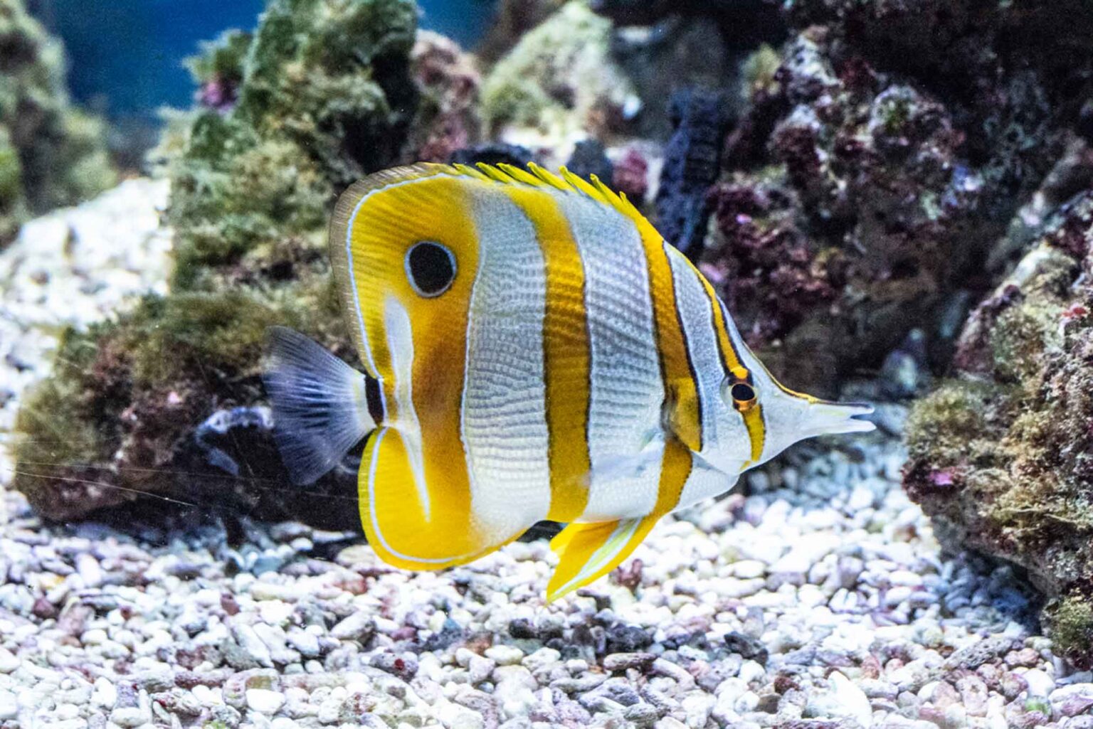 Peix papallona morrut - L'Aquàrium