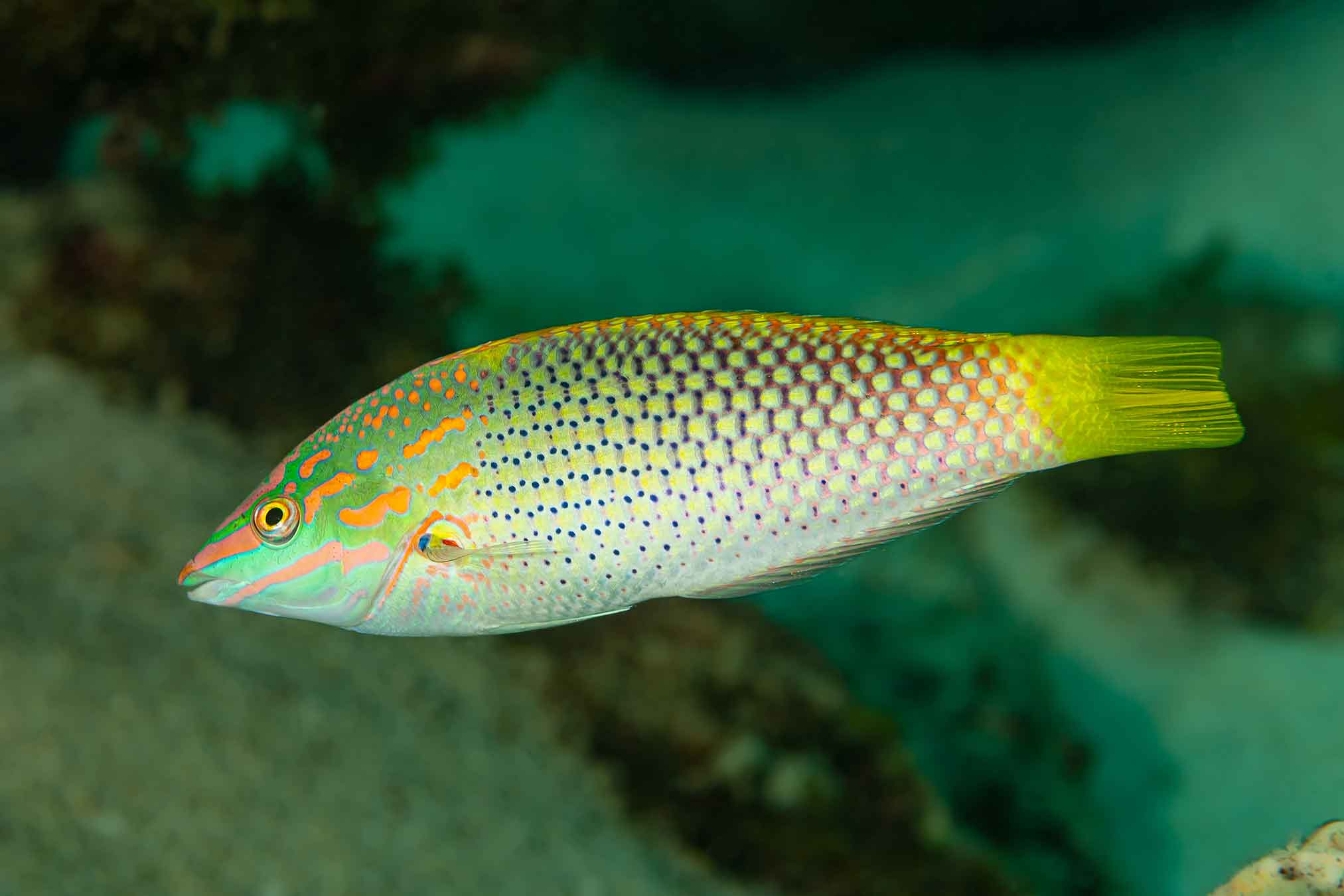 Checkerboard wrasse - L'Aquàrium