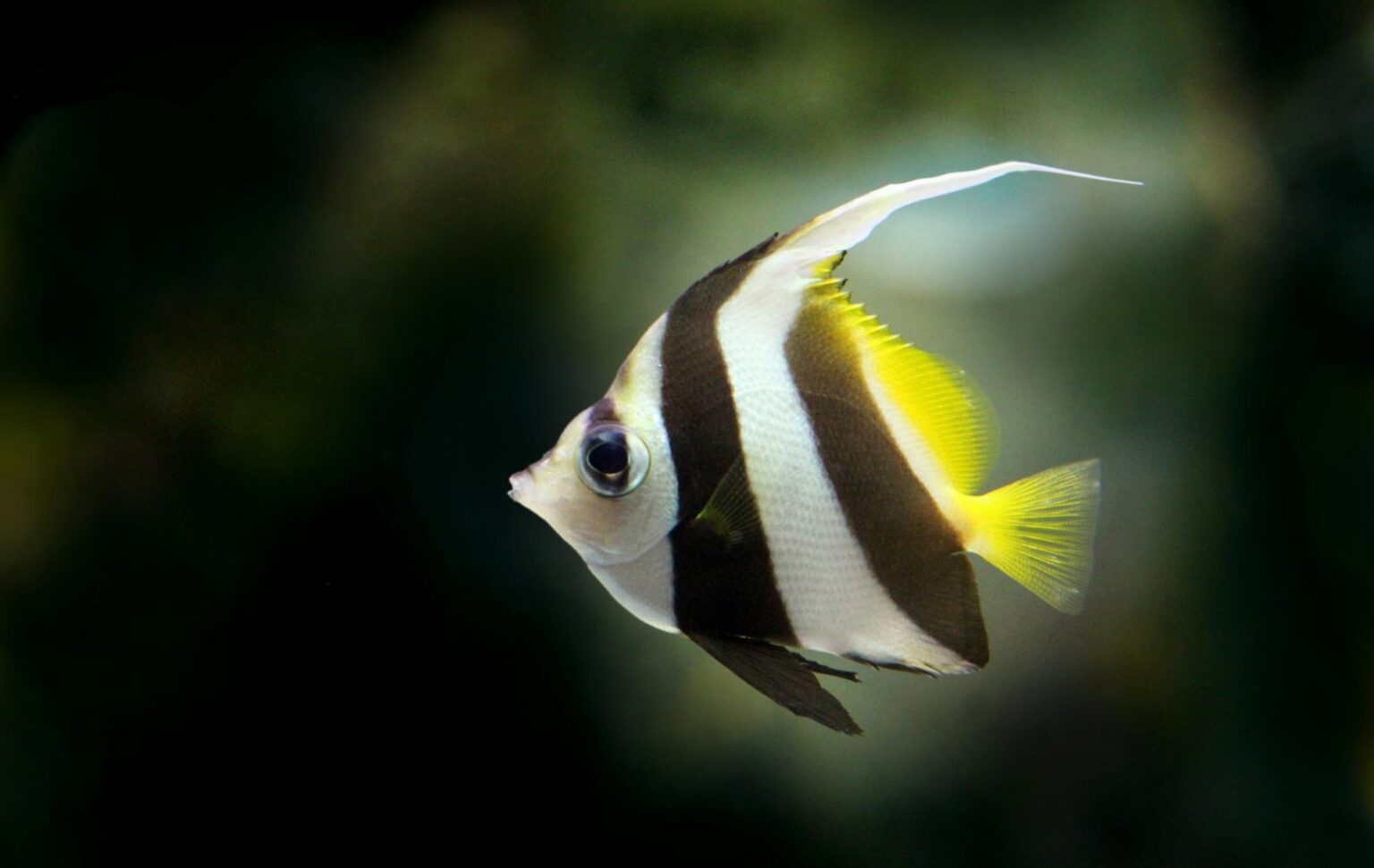 Pennant coralfish - L'Aquàrium