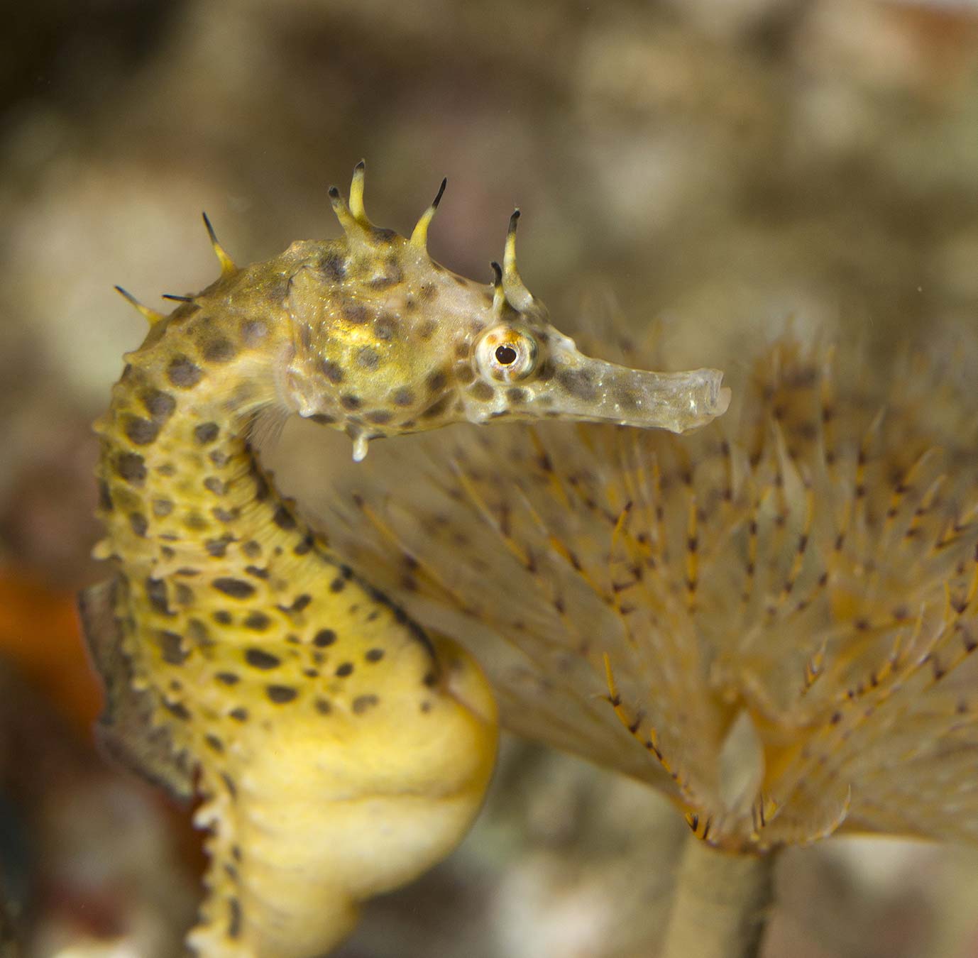 Imágenes De Caballitos De Mar
