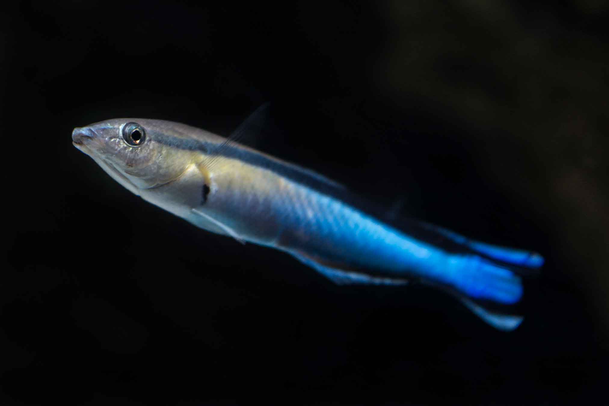 Labroides Dimidiatus Labroides Dimidiatus