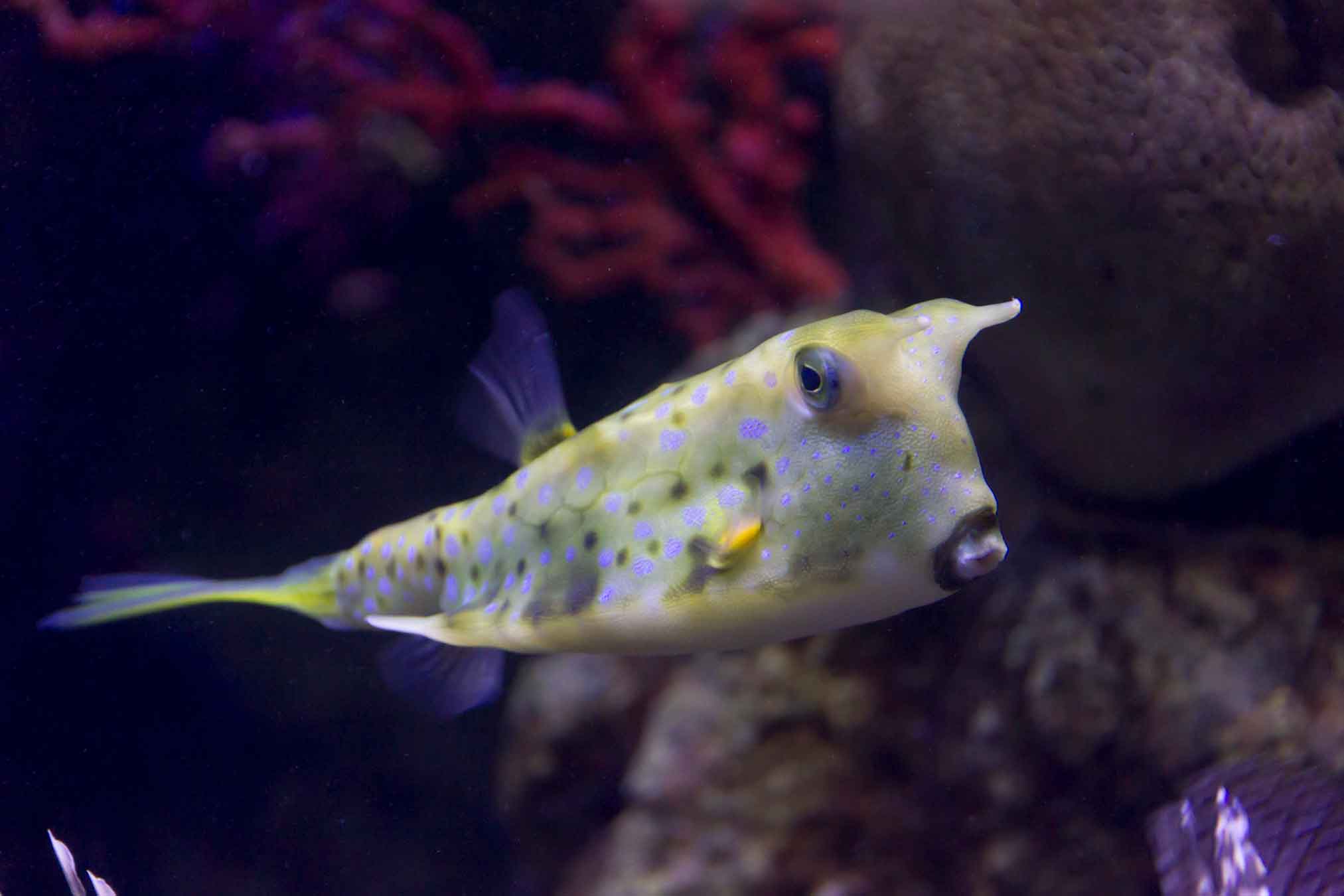 Vaquita cornuda - L'Aquàrium