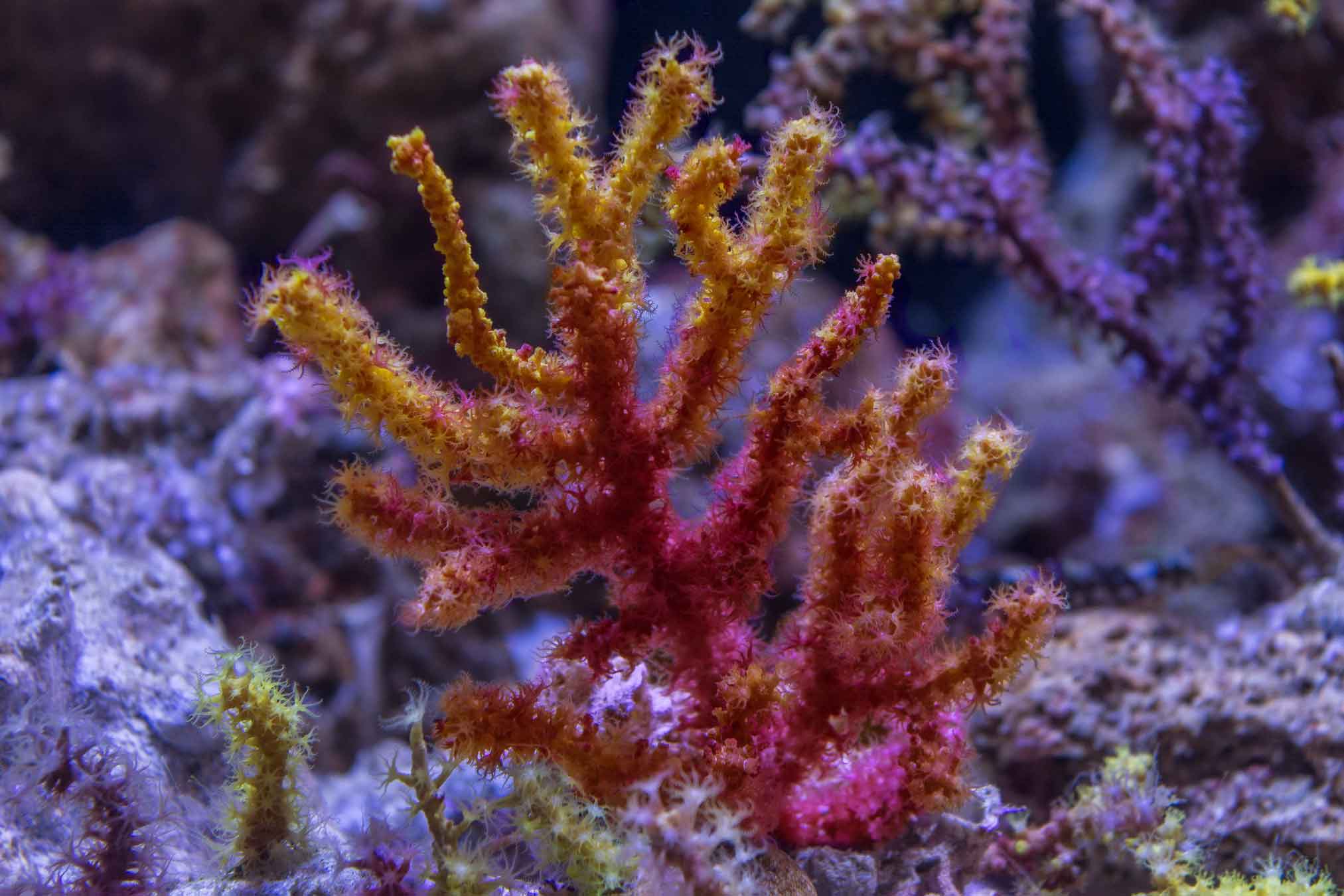 Gorgone rouge - L'Aquàrium