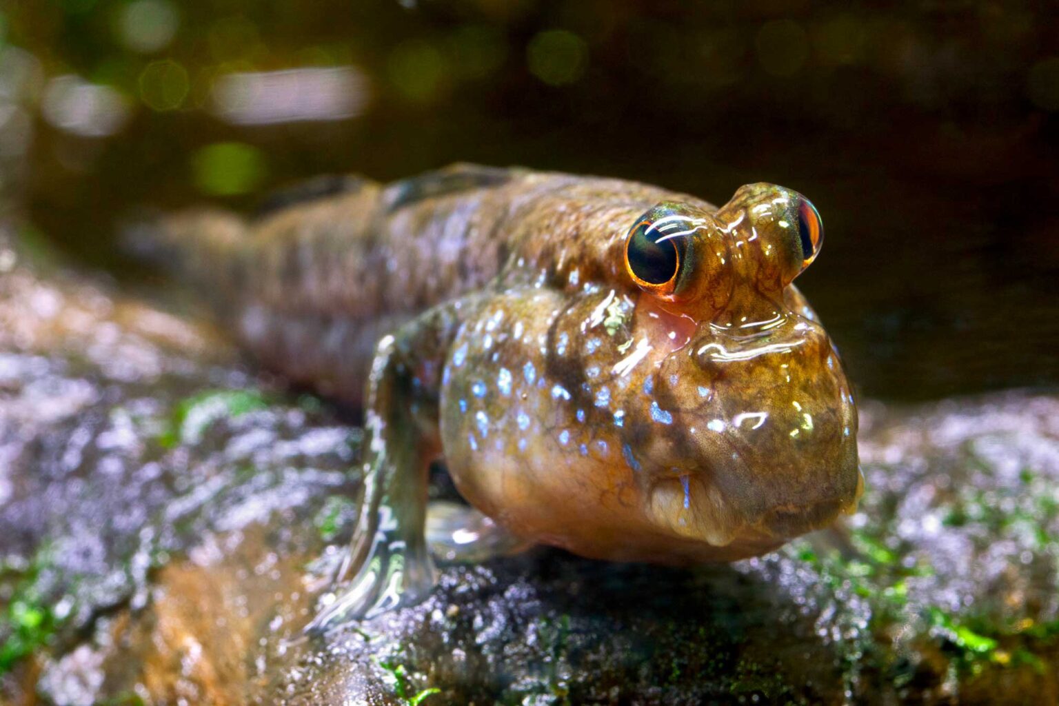 Atlantic mudskipper - L'Aquàrium