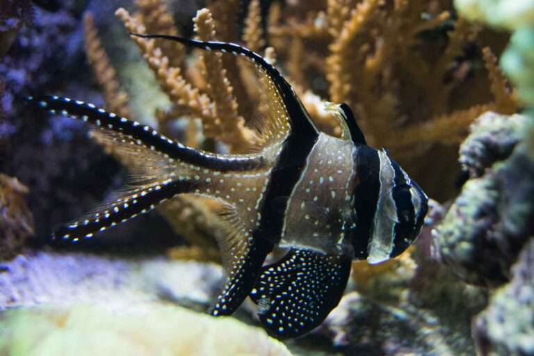 Banggai cardenal fish - L'Aquàrium