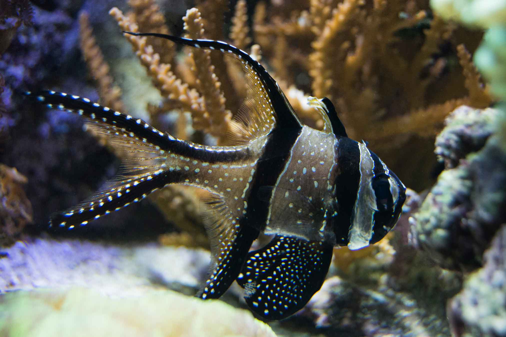 Apogònid pijama - L'Aquàrium