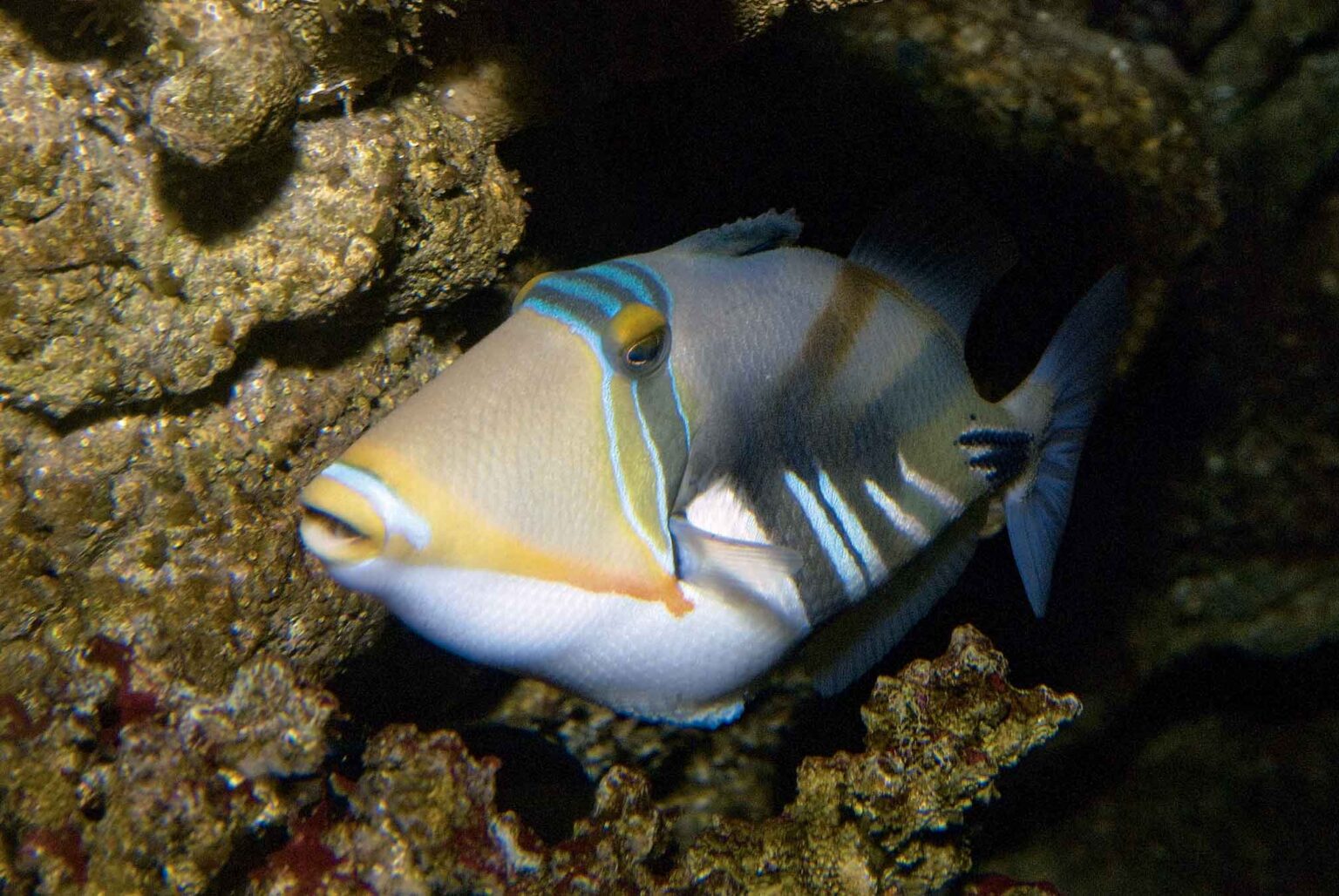 White-banded triggerfish - L'Aquàrium