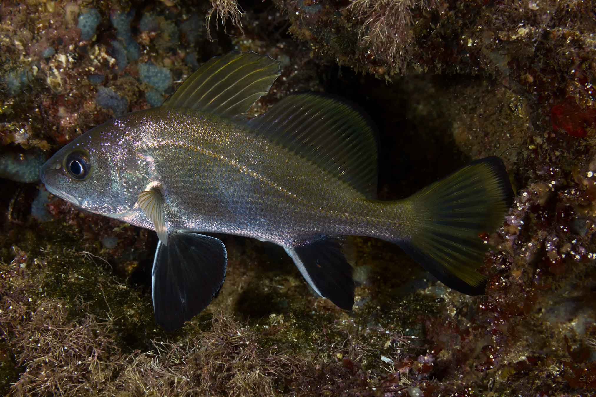 Brown meagre - L'Aquàrium