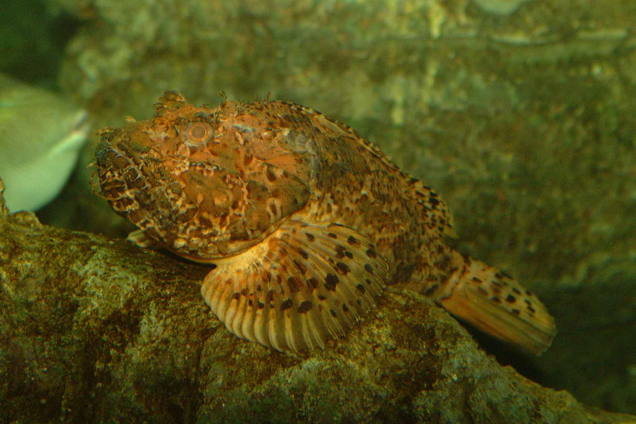 Cabracho - L'Aquàrium