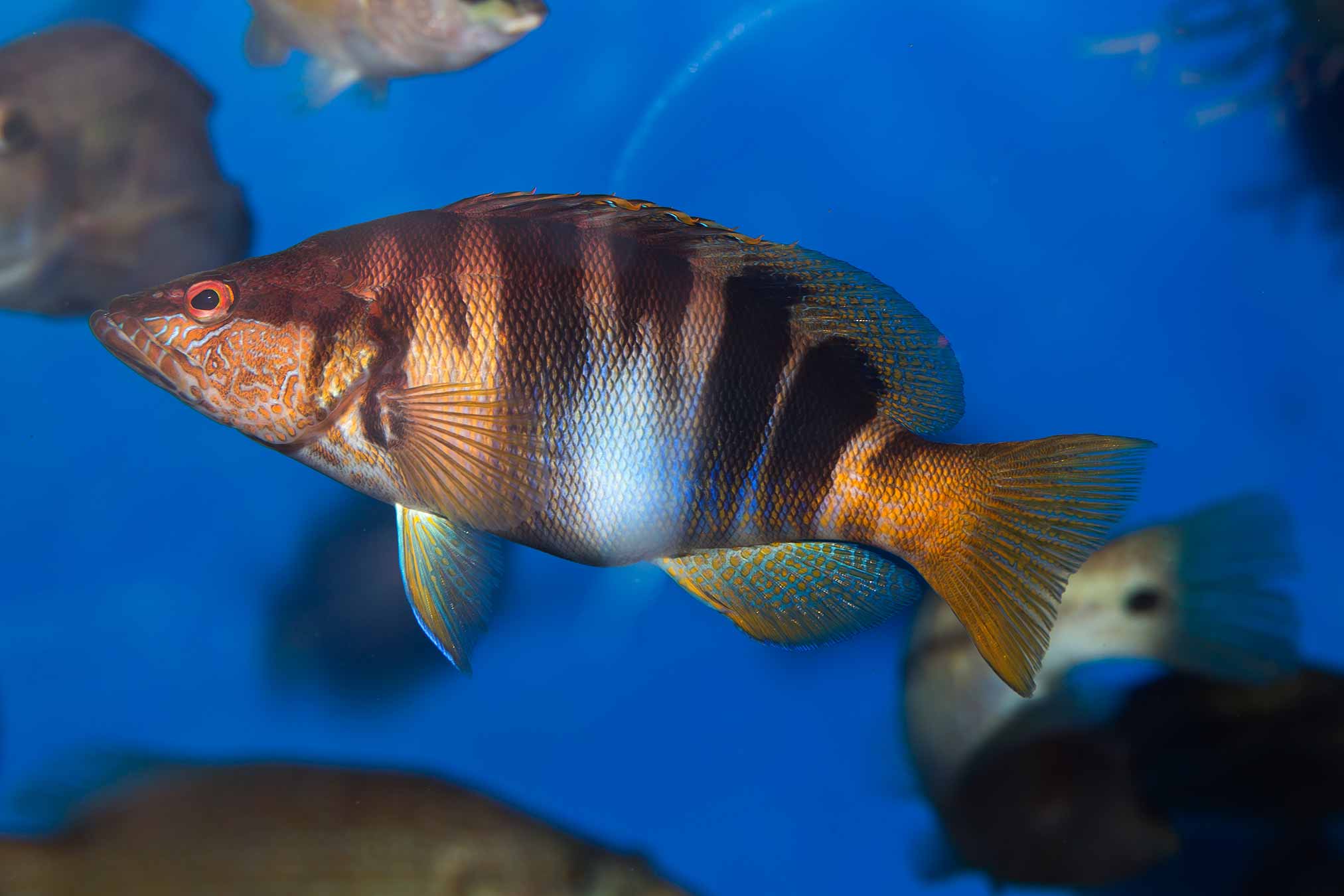 Painted comber - L'Aquàrium