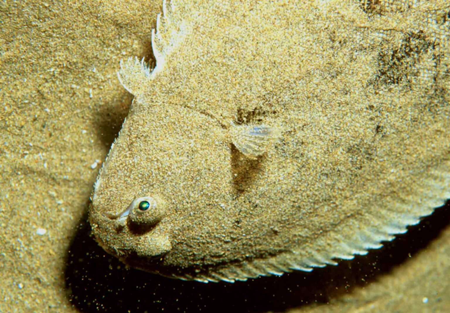 Common sole - L'Aquàrium