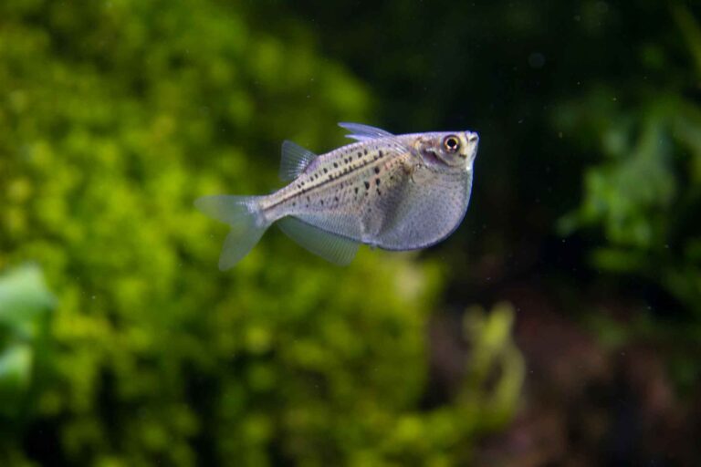 Common hatchetfish - L'Aquàrium