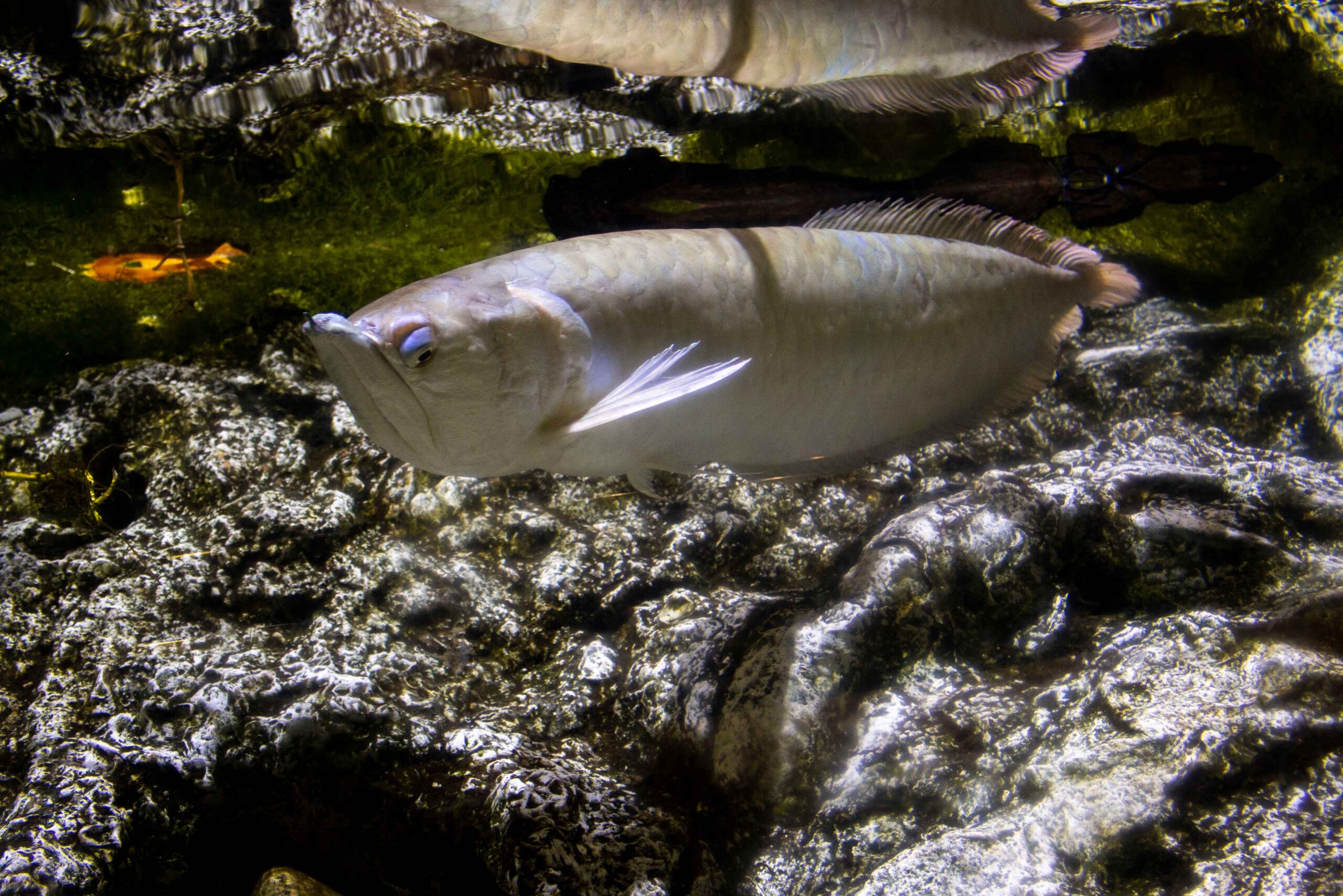 Silver arowana L Aquarium